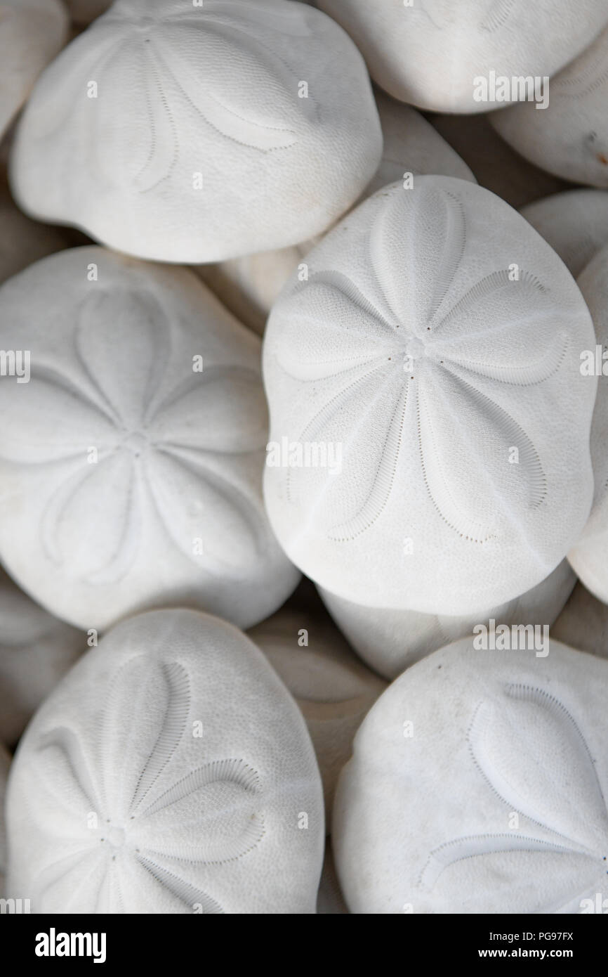 Exemple de symétrie bilatérale Banque de photographies et d’images à ...