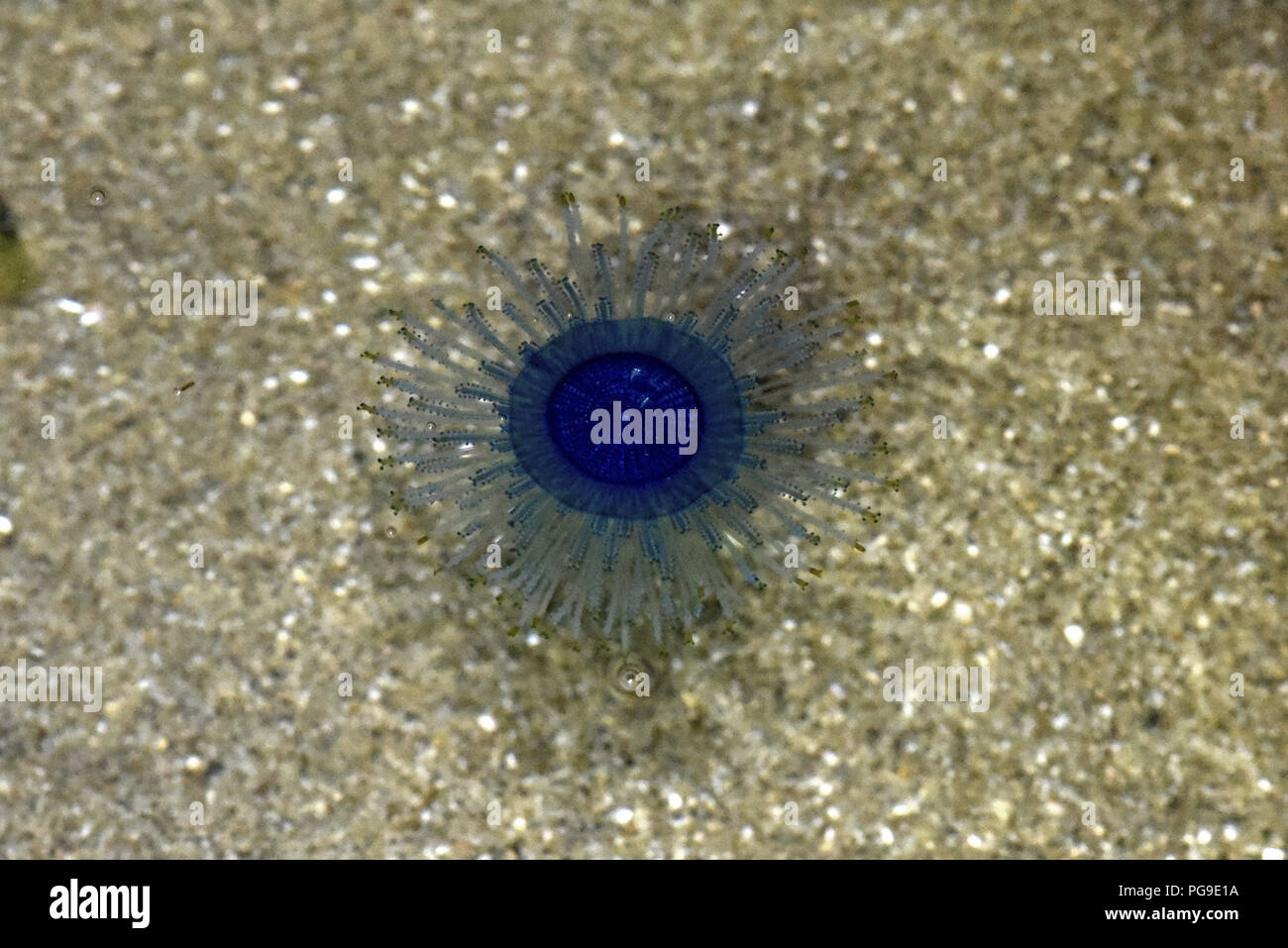 Blue button porpita porpita Banque de photographies et d’images à haute ...