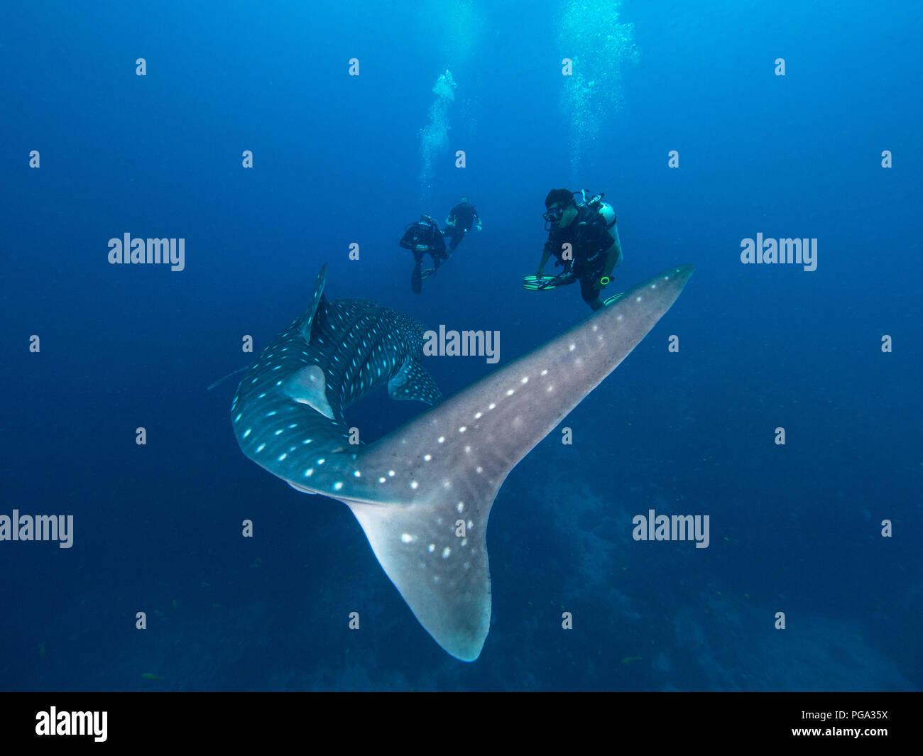 Tail of a whale shark Banque de photographies et d’images à haute ...