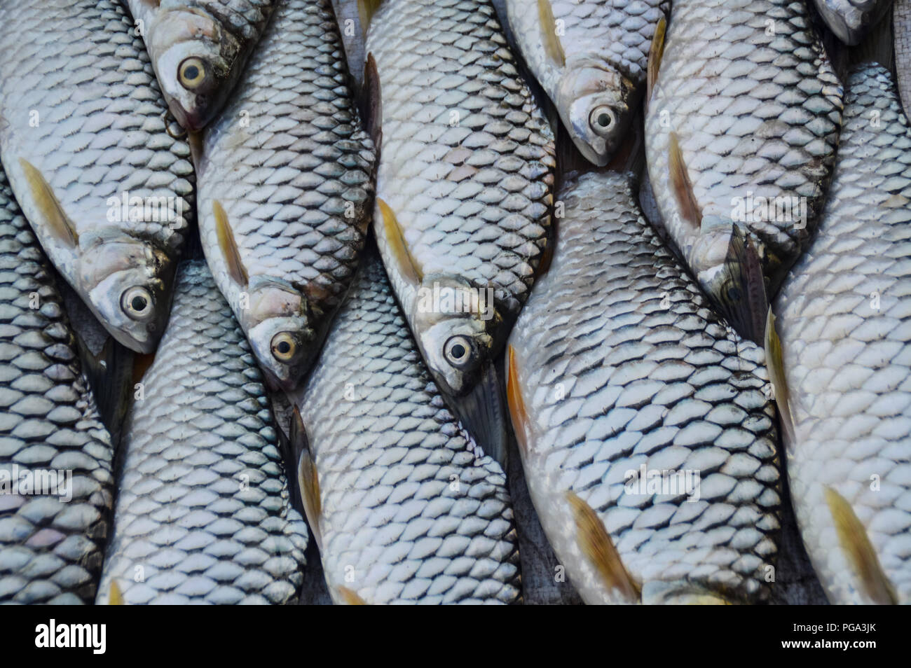 Les poissons du fleuve Mékong frais vendus dans le marché du matin de ...