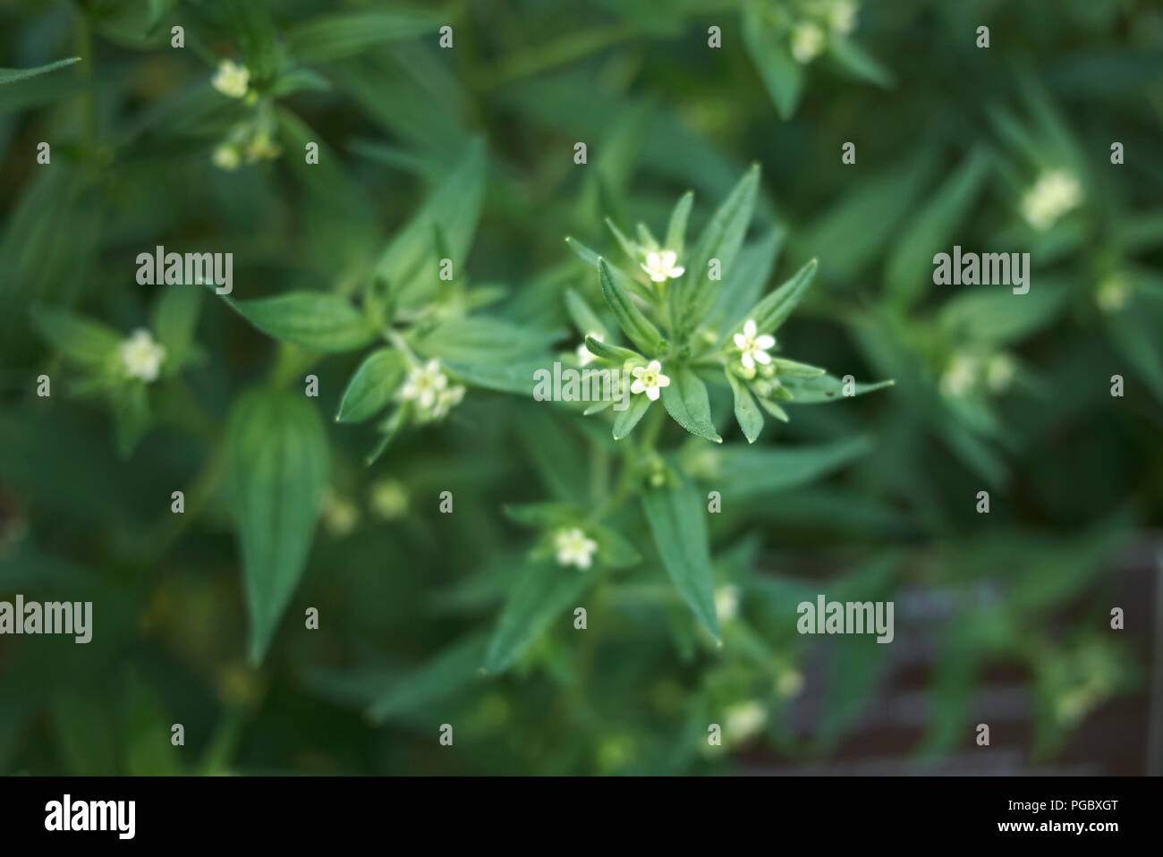 Commune de gromwell lithospermum officinale Banque de photographies et ...