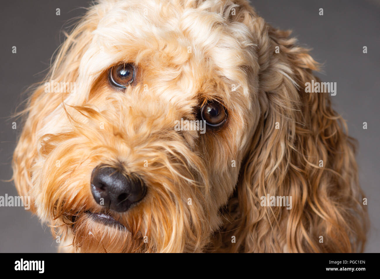 Cockapoo portrait Banque de photographies et d’images à haute ...