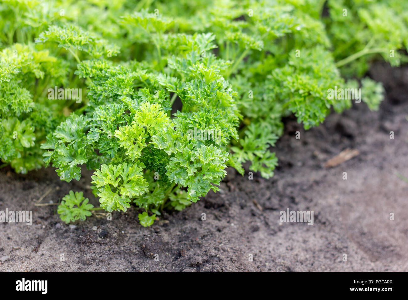 Plantes de persil frais Banque de photographies et d’images à haute ...