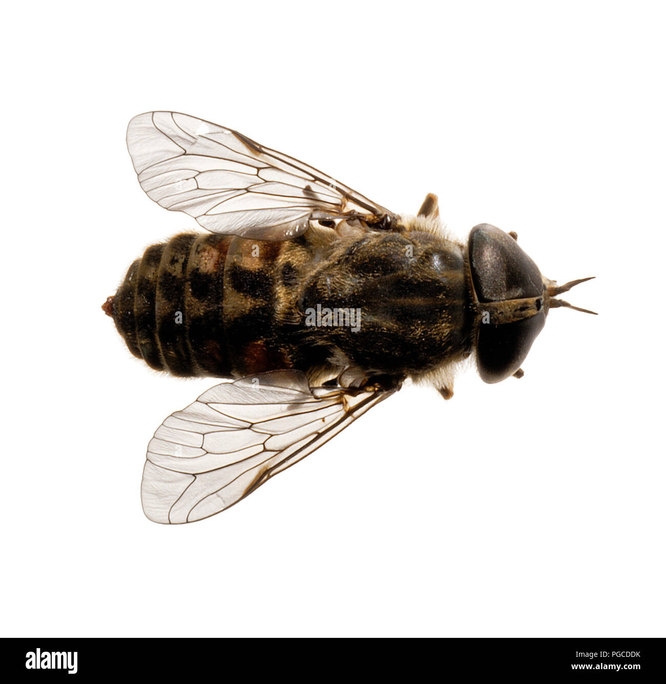 Morsure de taon Banque de photographies et d’images à haute résolution ...