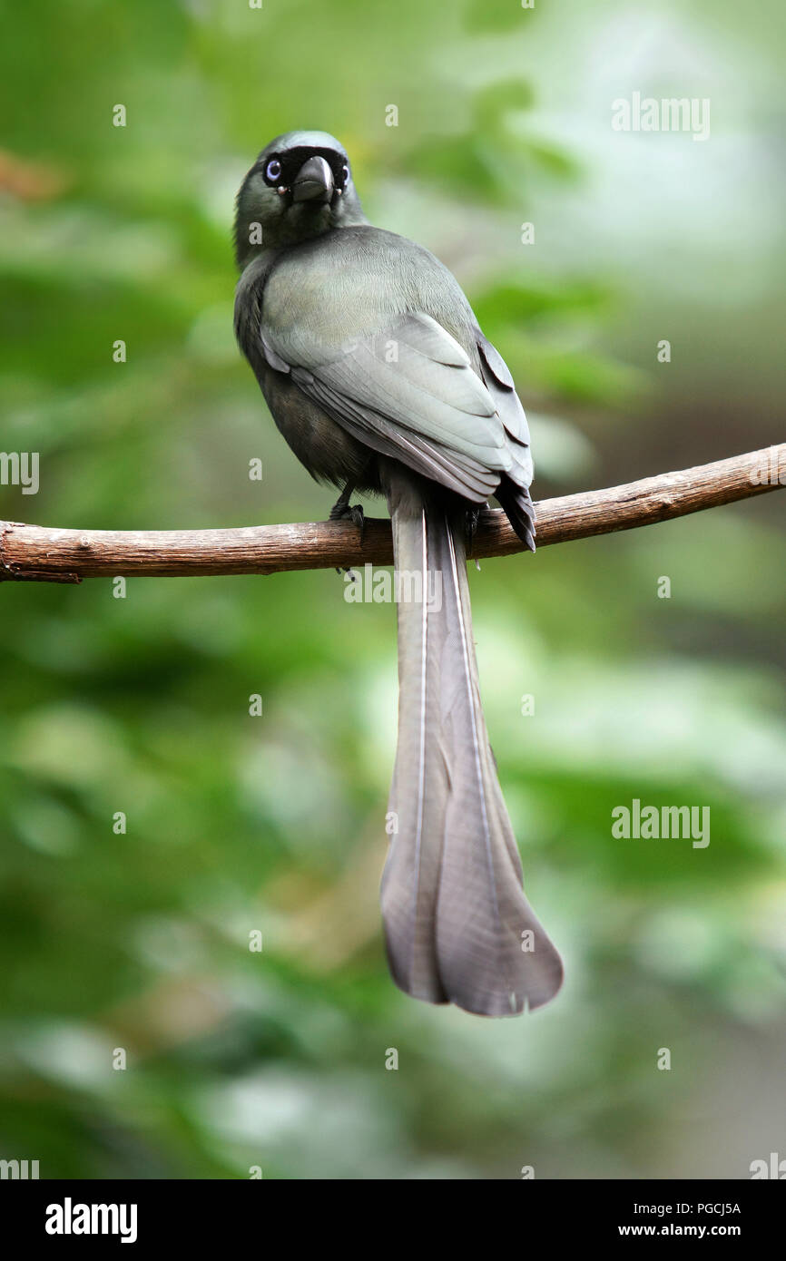 Crypsirina temia Banque de photographies et d’images à haute résolution ...
