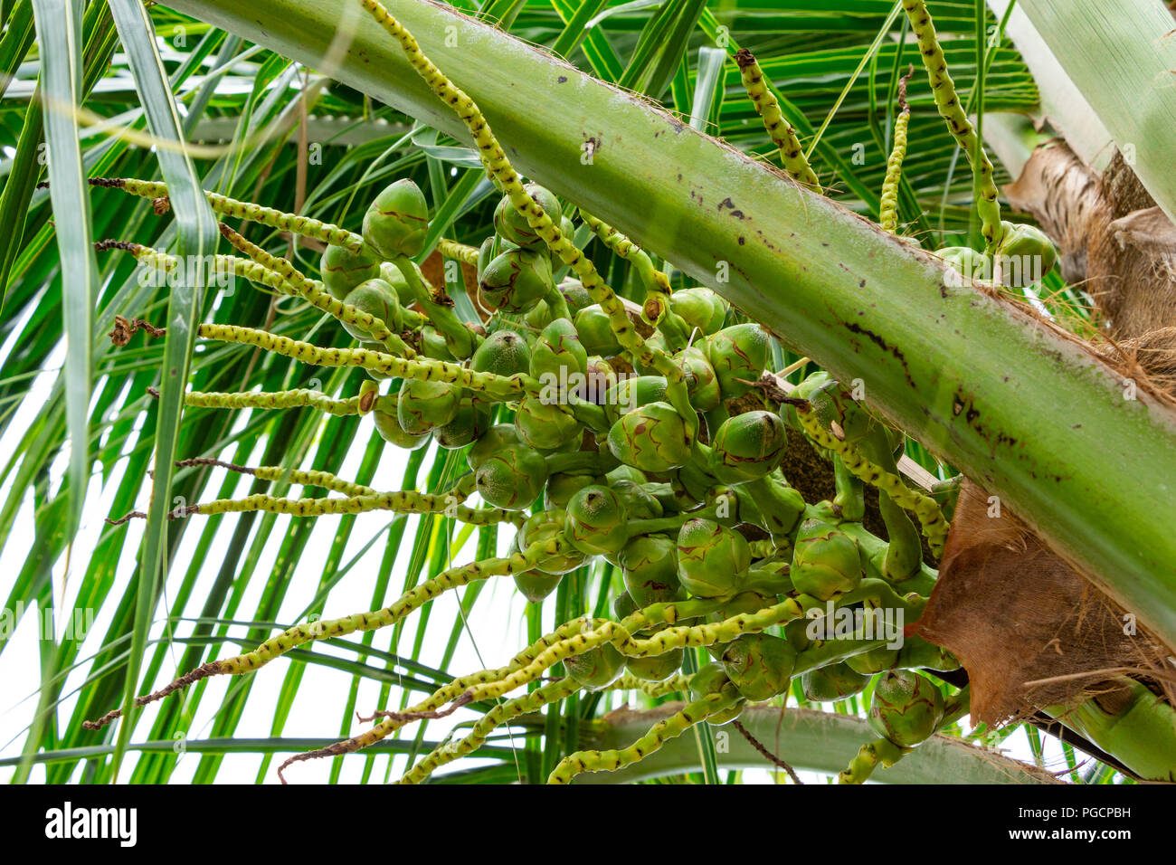 Cocotier cocos nucifera Banque de photographies et d’images à haute ...
