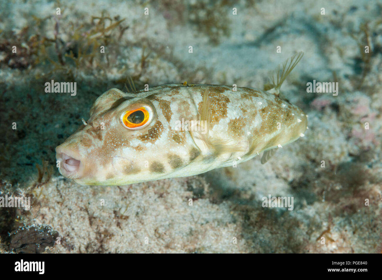 Poisson Globe Atlantique Banque d'image et photos - Alamy
