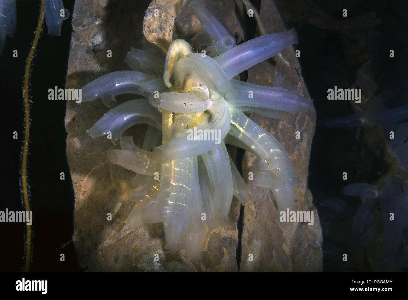Colonie de mer transparente ou jaune Sea Squirt (Ciona intestinalis ...