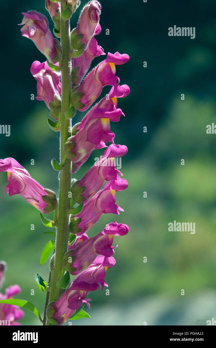 Muflier (Antirrhinum majus) - Garrigue - France - Grand muflier Muflier ...
