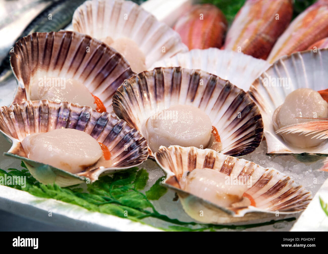 Coques de mer palourdes Banque de photographies et d’images à haute ...