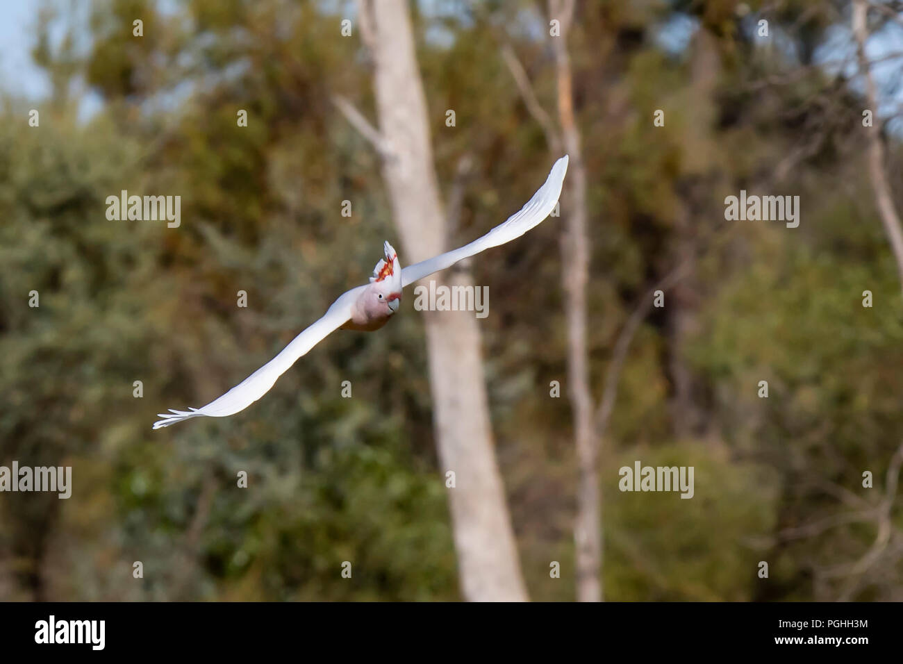 Grands Cacatoès Mitchells (Cacatua leadbeateri) race 'leadbeateri'. AKA ...