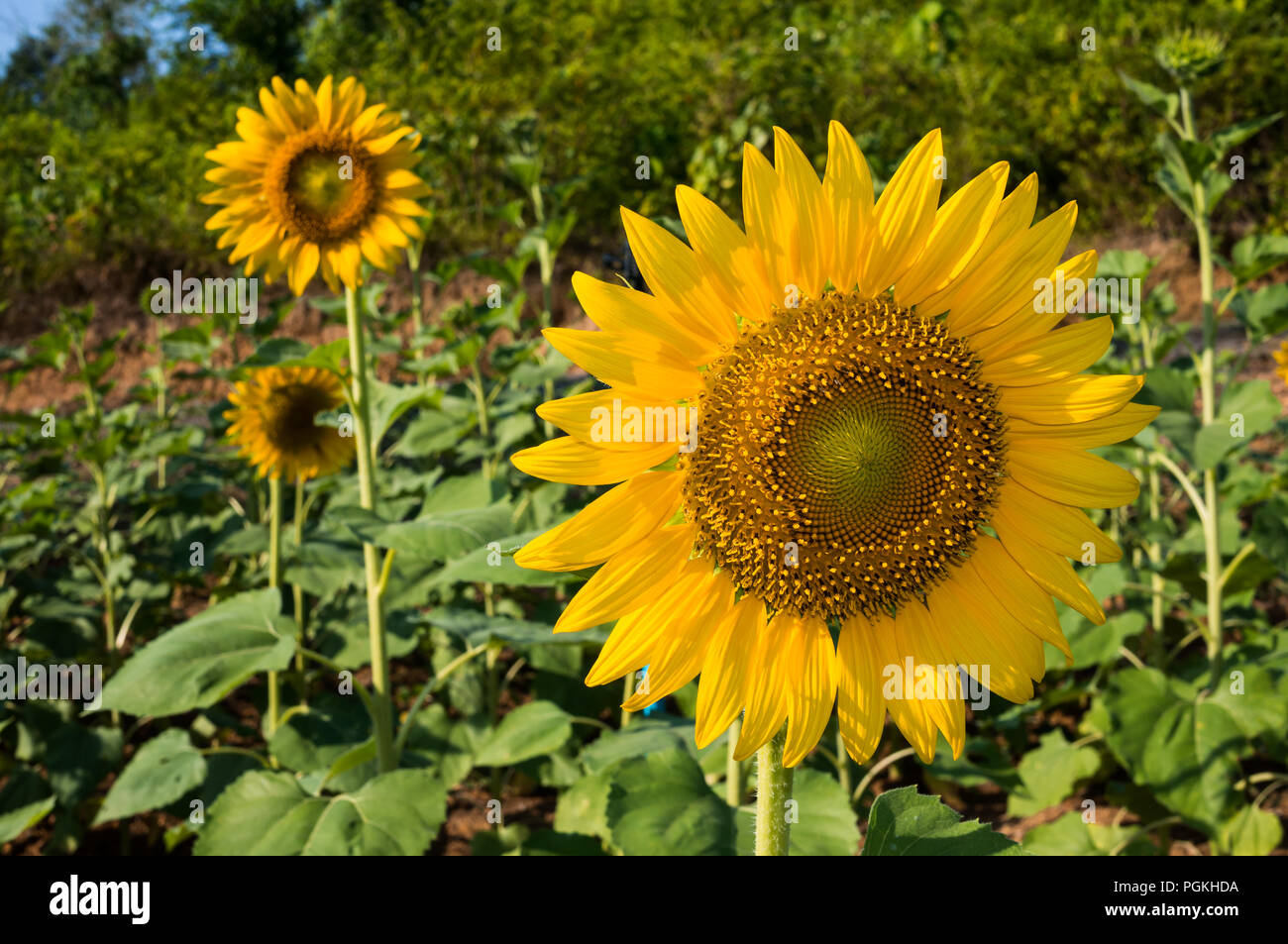 Pousse de fleurs Banque de photographies et d’images à haute résolution ...
