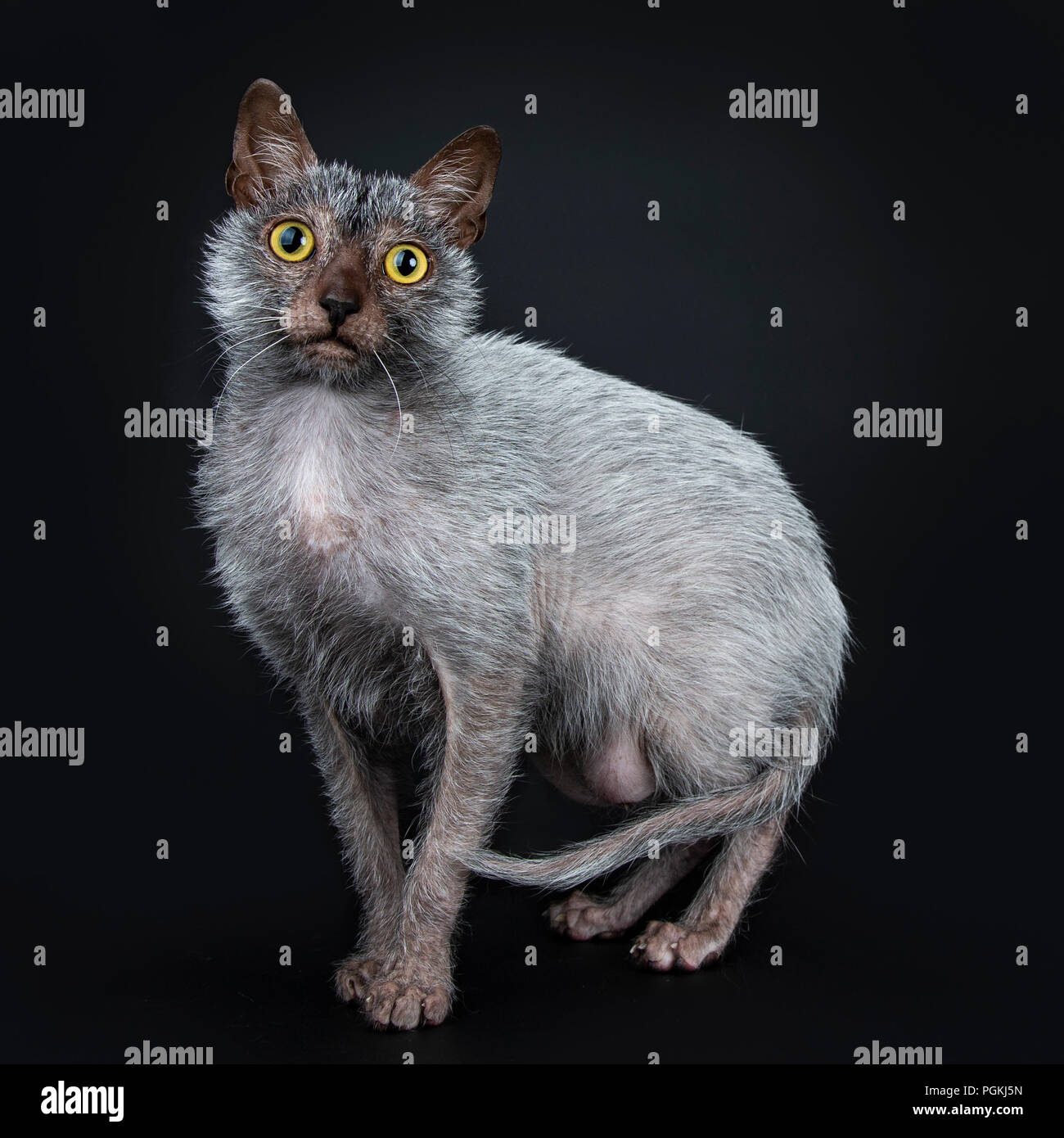 Chat loup garou Banque de photographies et d’images à haute résolution ...