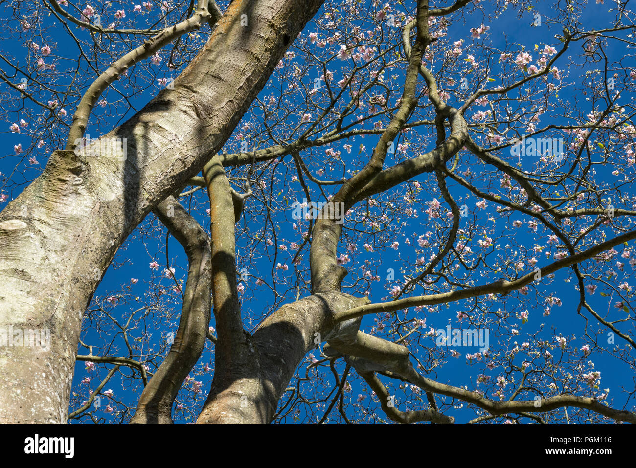 Magnolia x veitchii peter veitch Banque de photographies et d’images à ...
