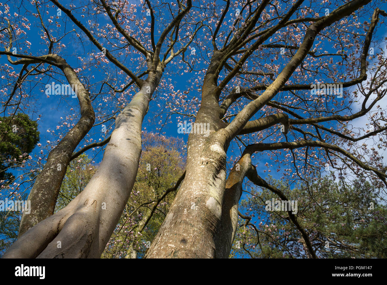 Magnolia x veitchii peter veitch Banque de photographies et d’images à ...