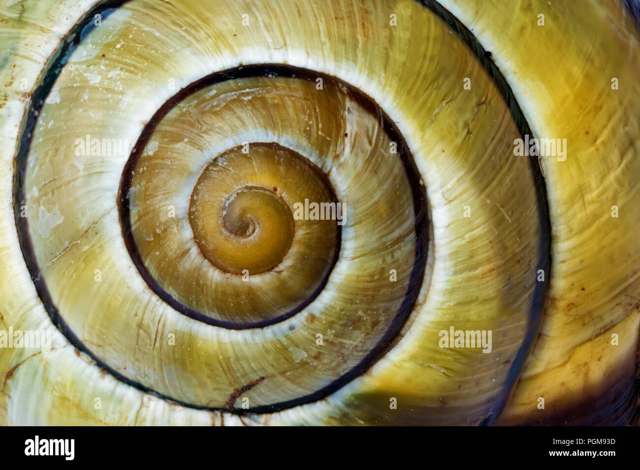 Spirale de fibonacci Banque de photographies et d’images à haute ...