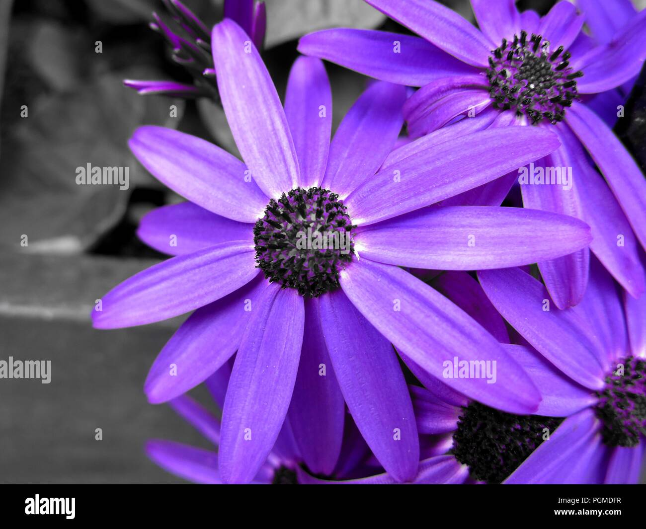 Nuances de violet et mauve Banque de photographies et d’images à haute ...