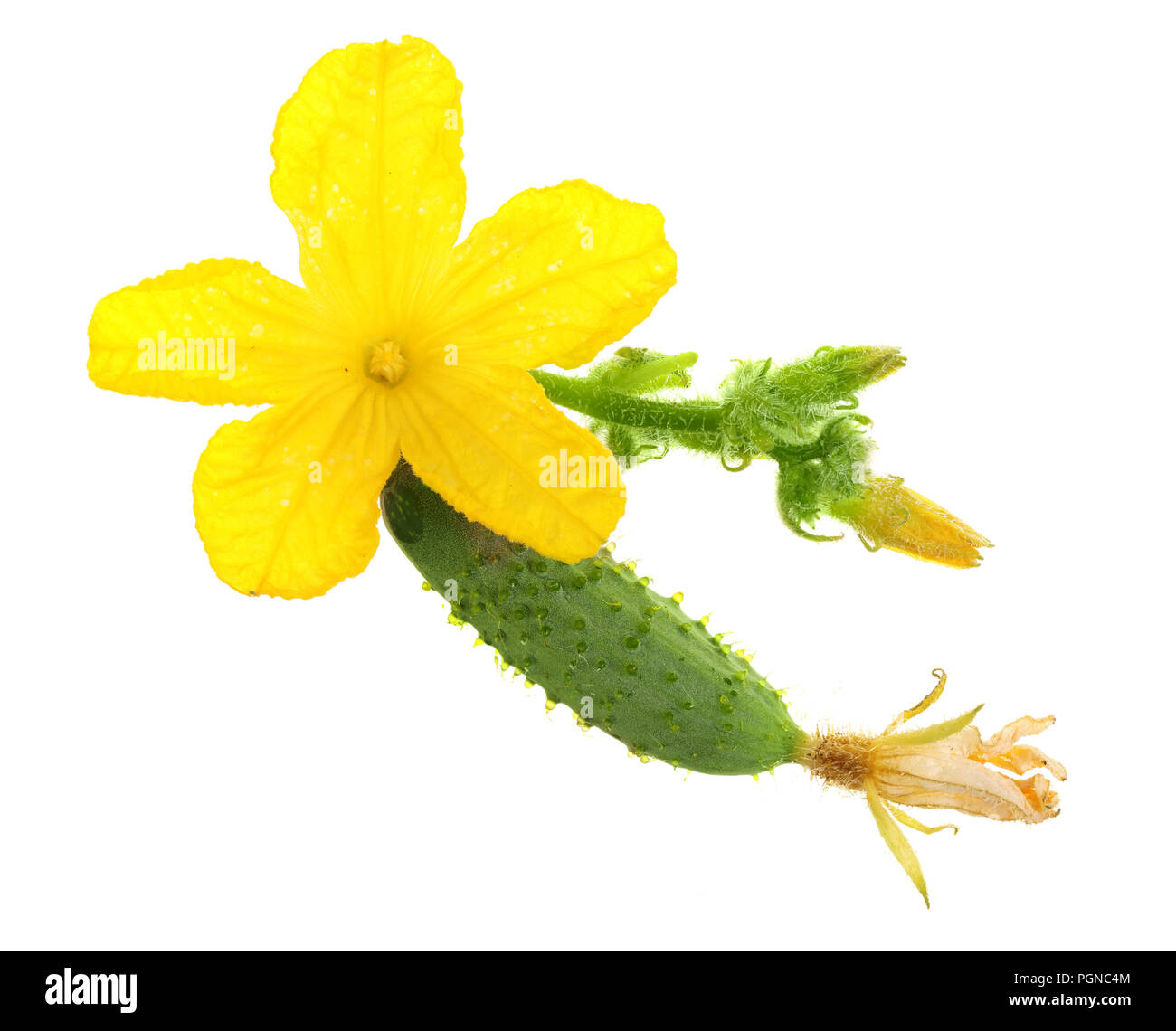 Fleur et feuilles de concombre Banque de photographies et d’images à ...