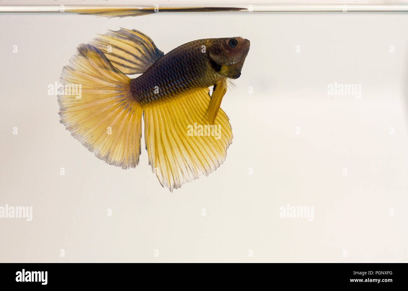 Poissons de combat siamois Bleu Jaune Betta Splendens Halfmoon avec ...