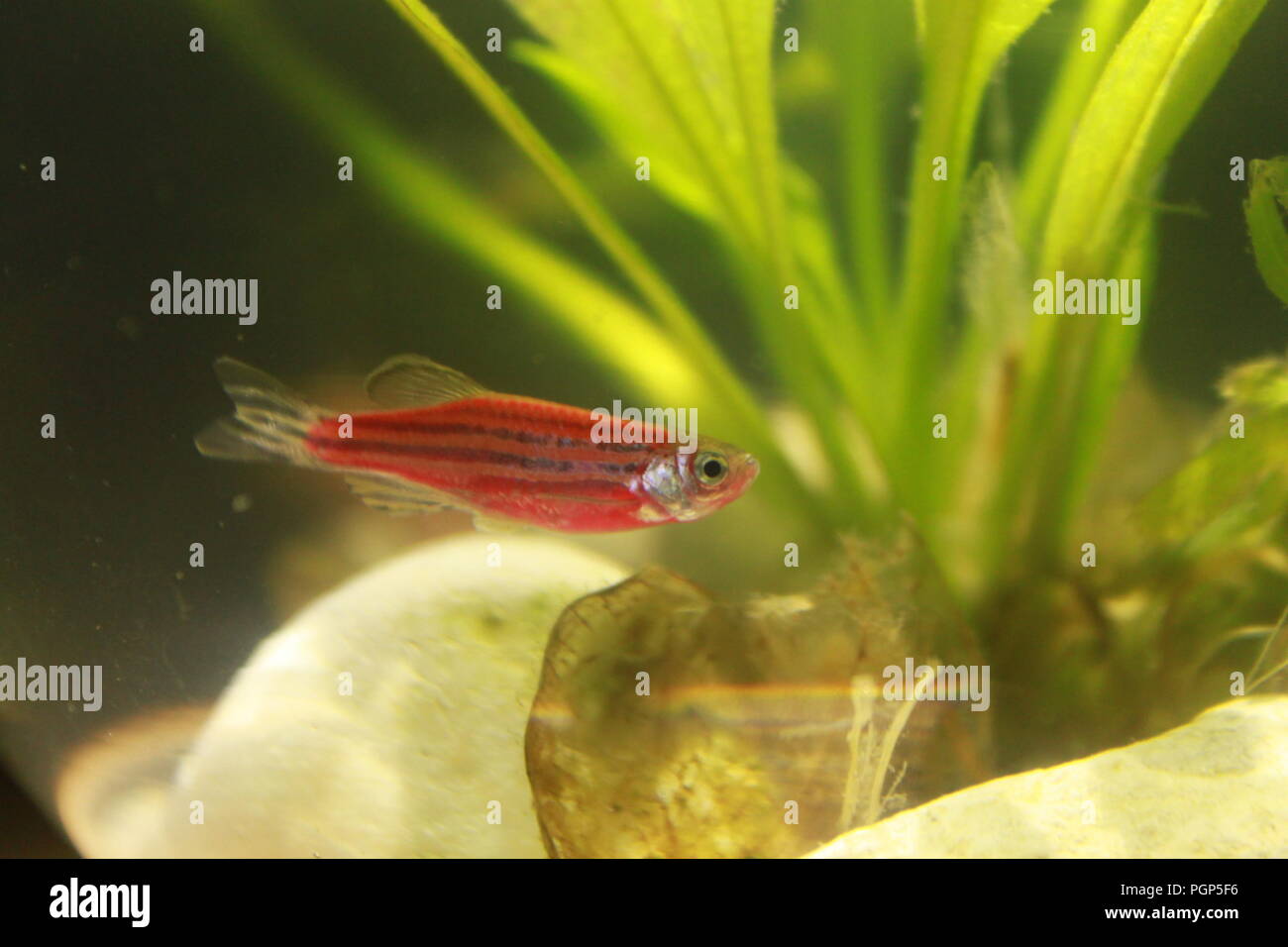 Saut de carpe Banque de photographies et d’images à haute résolution ...