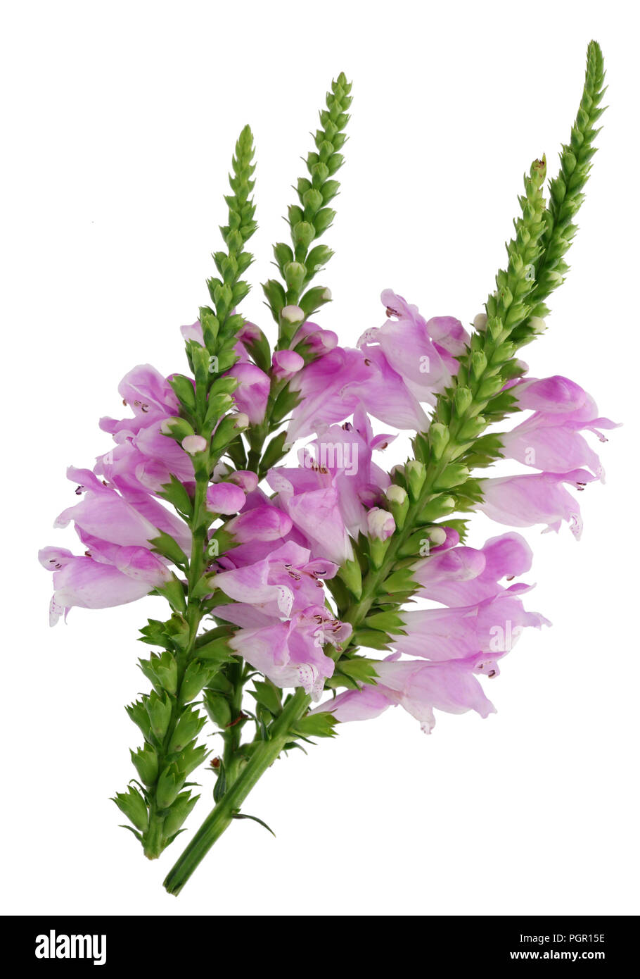 Petites fleurs roses Banque de photographies et d’images à haute ...