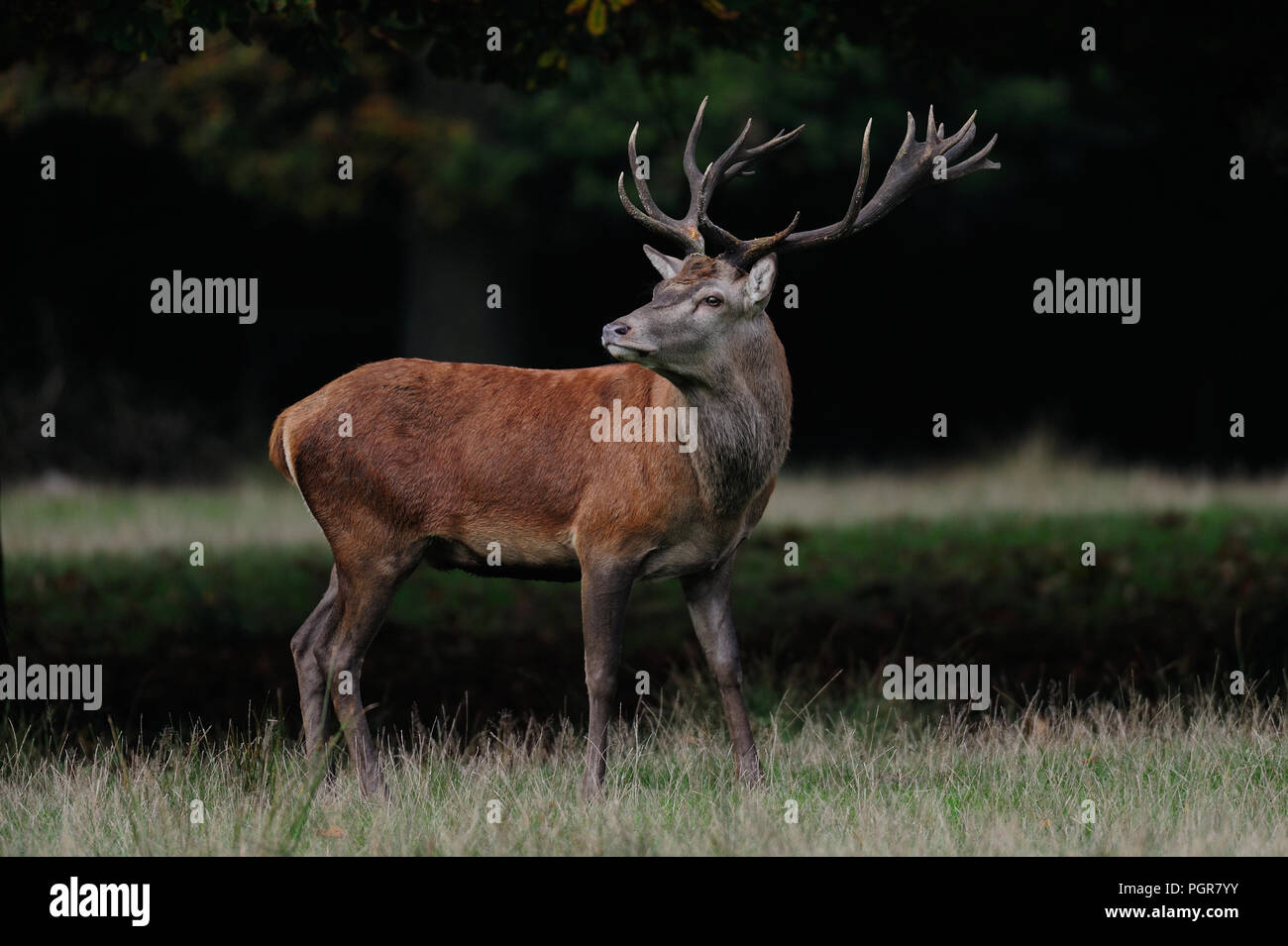 Accouplement de cerf rouge Banque de photographies et d’images à haute ...
