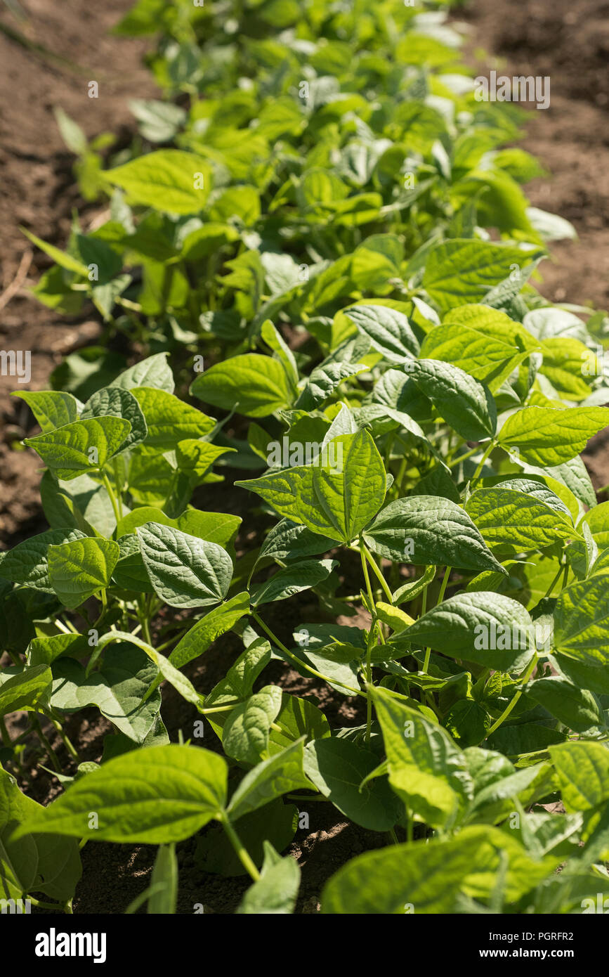 Feuille de haricot de jardin Banque de photographies et d’images à ...