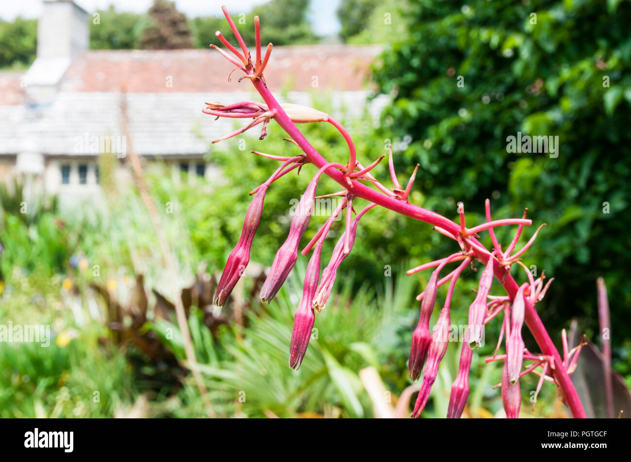 Red agave Banque de photographies et d’images à haute résolution - Alamy