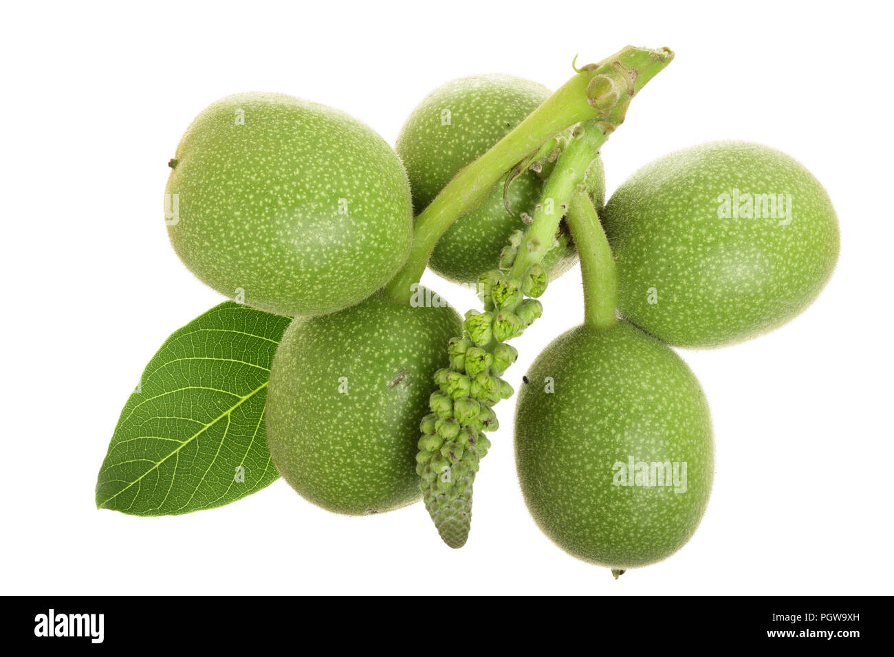 Noix verte et fleur isolé sur fond blanc Photo Stock - Alamy
