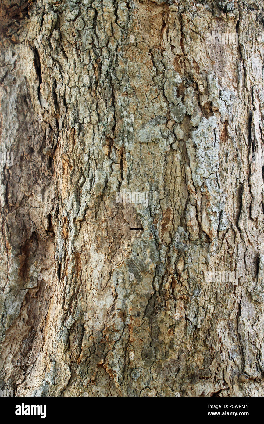 Textures de tronc d'arbre Banque de photographies et d’images à haute ...