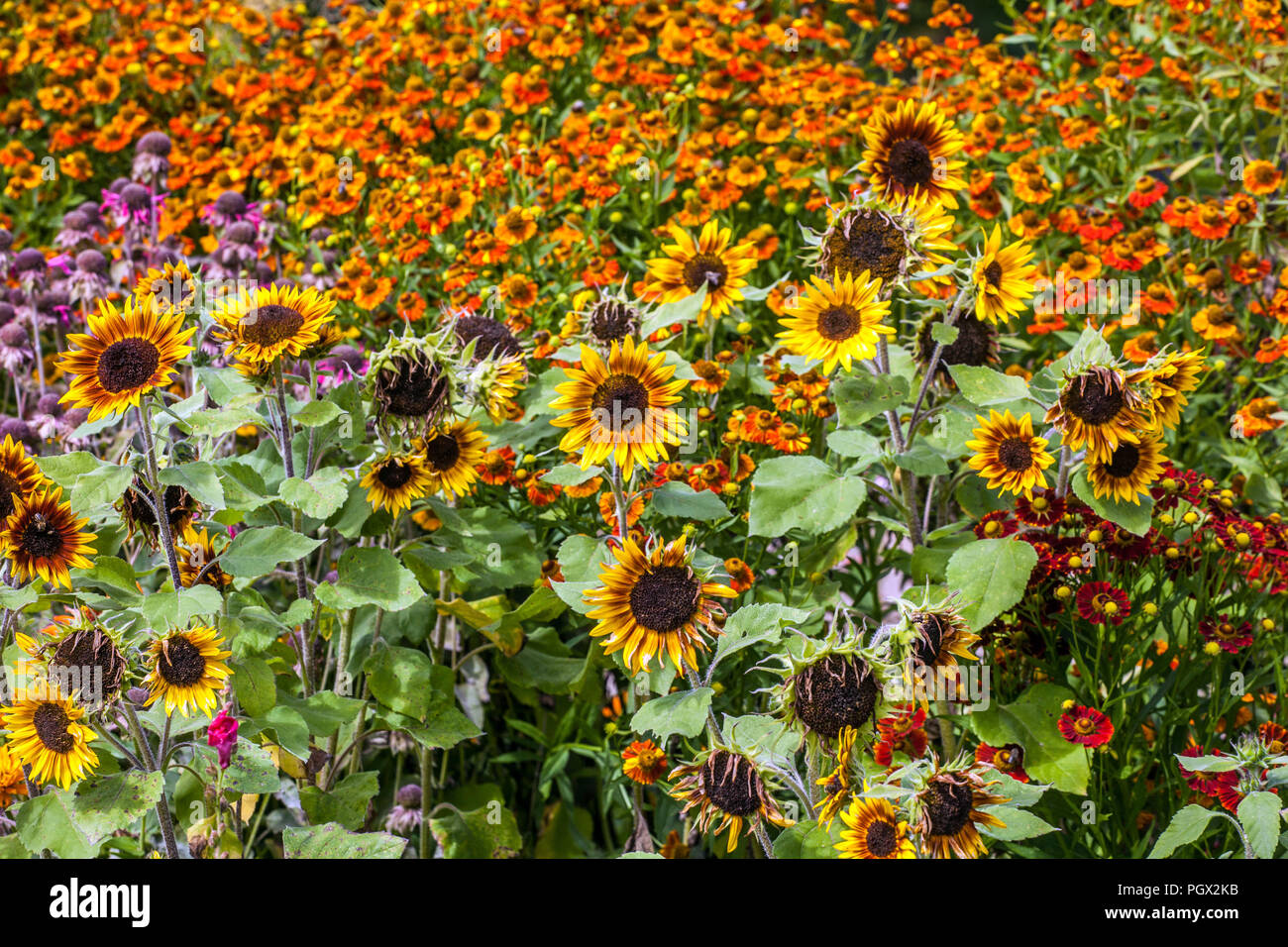 Parterre de fleurs d'été de bordure mixte, jardin de tournesols mixte ...