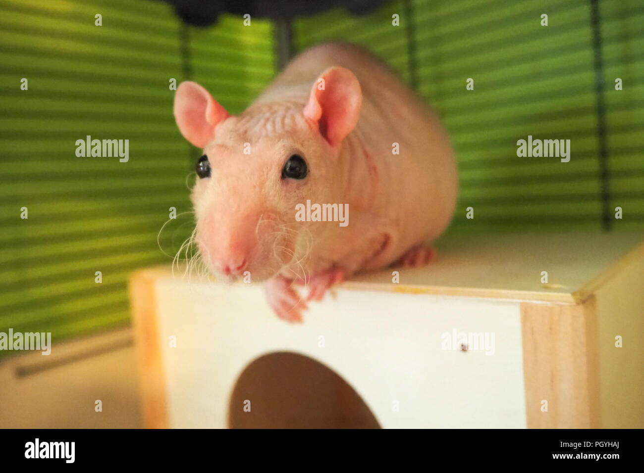 Double rex rat Banque de photographies et d’images à haute résolution - Alamy