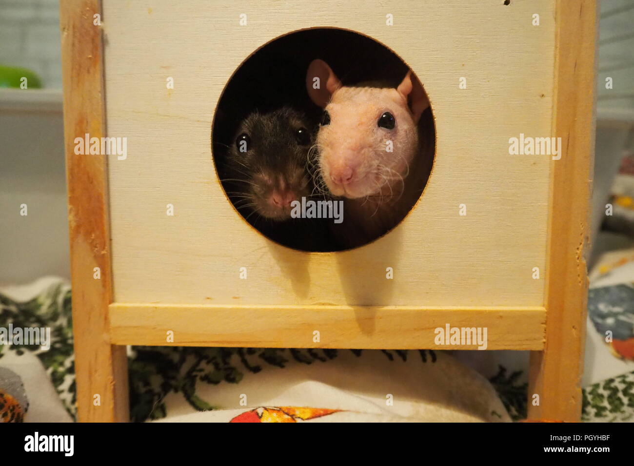 Double rex rat Banque de photographies et d’images à haute résolution ...