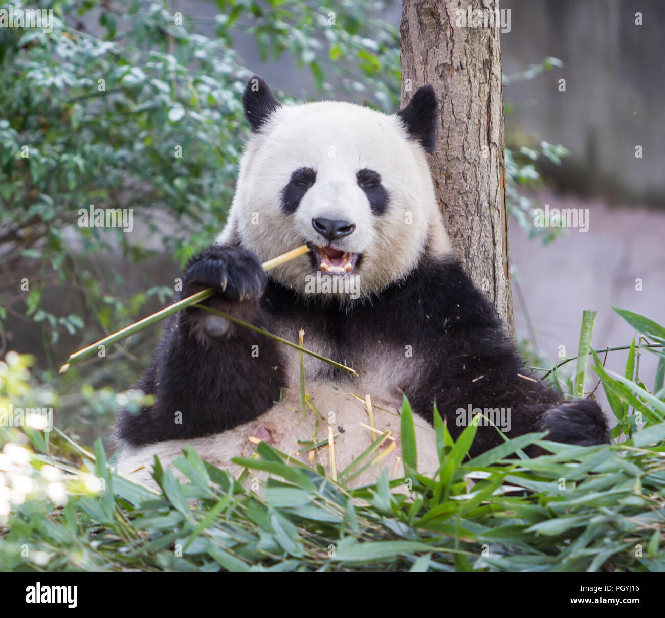 Panda qui mange du bambou Banque de photographies et d’images à haute ...