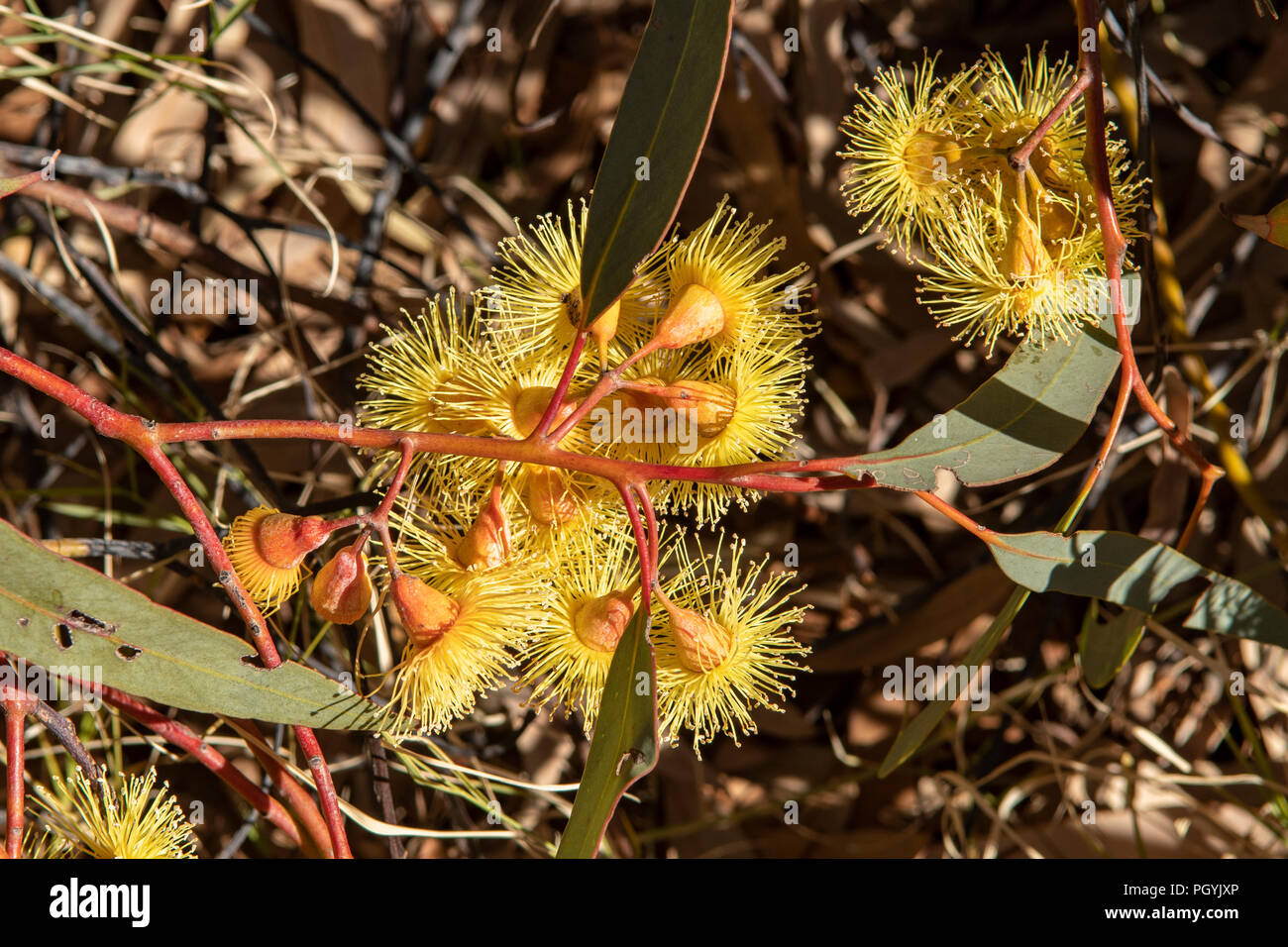 Eucalyptus citron Banque de photographies et d’images à haute ...