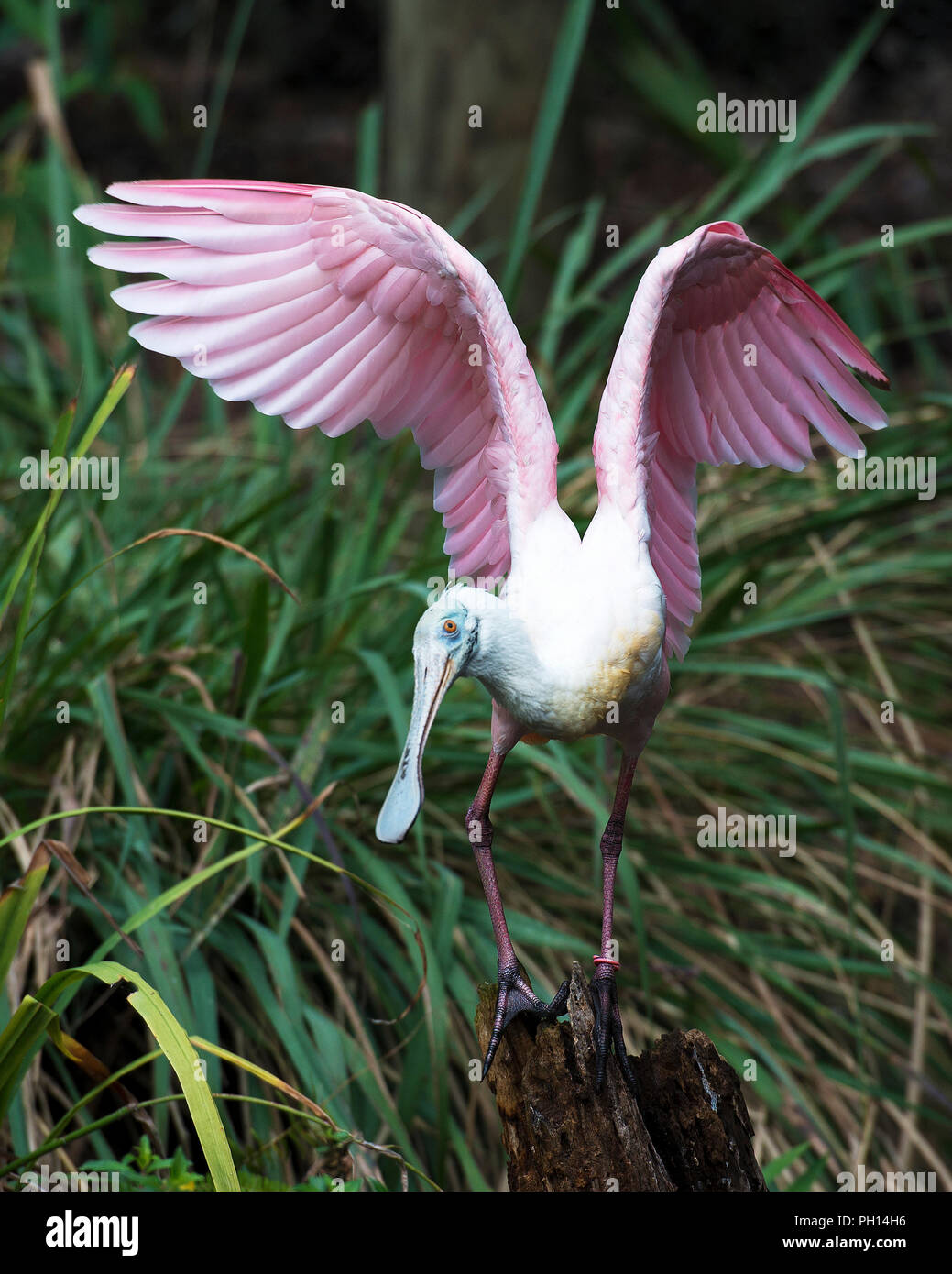 Roseate Spoonbill oiseau aux ailes déployées autour de l'environnement ...