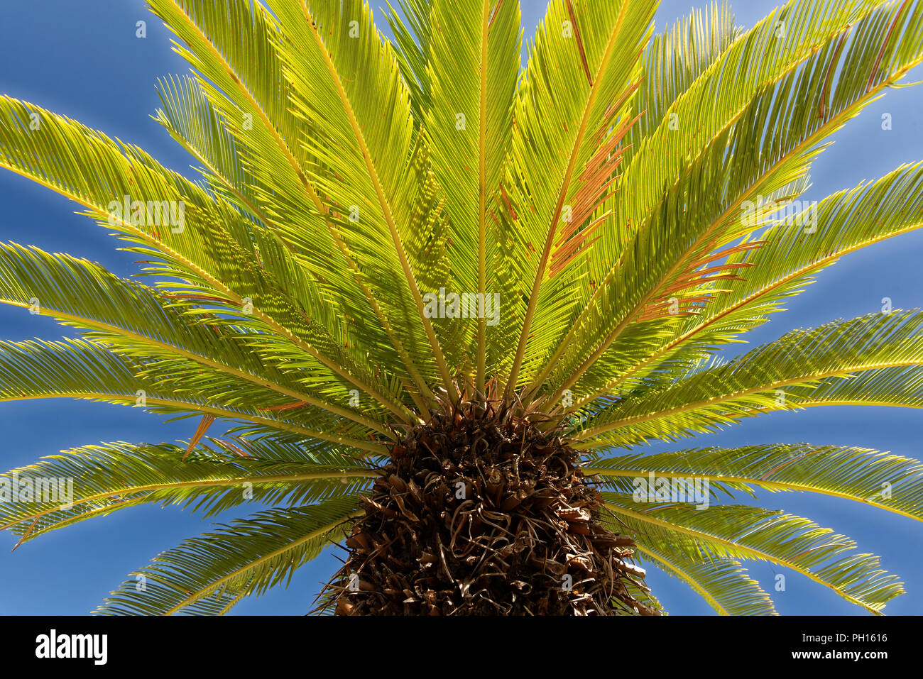 Palmier sagou japonais Banque de photographies et d’images à haute ...