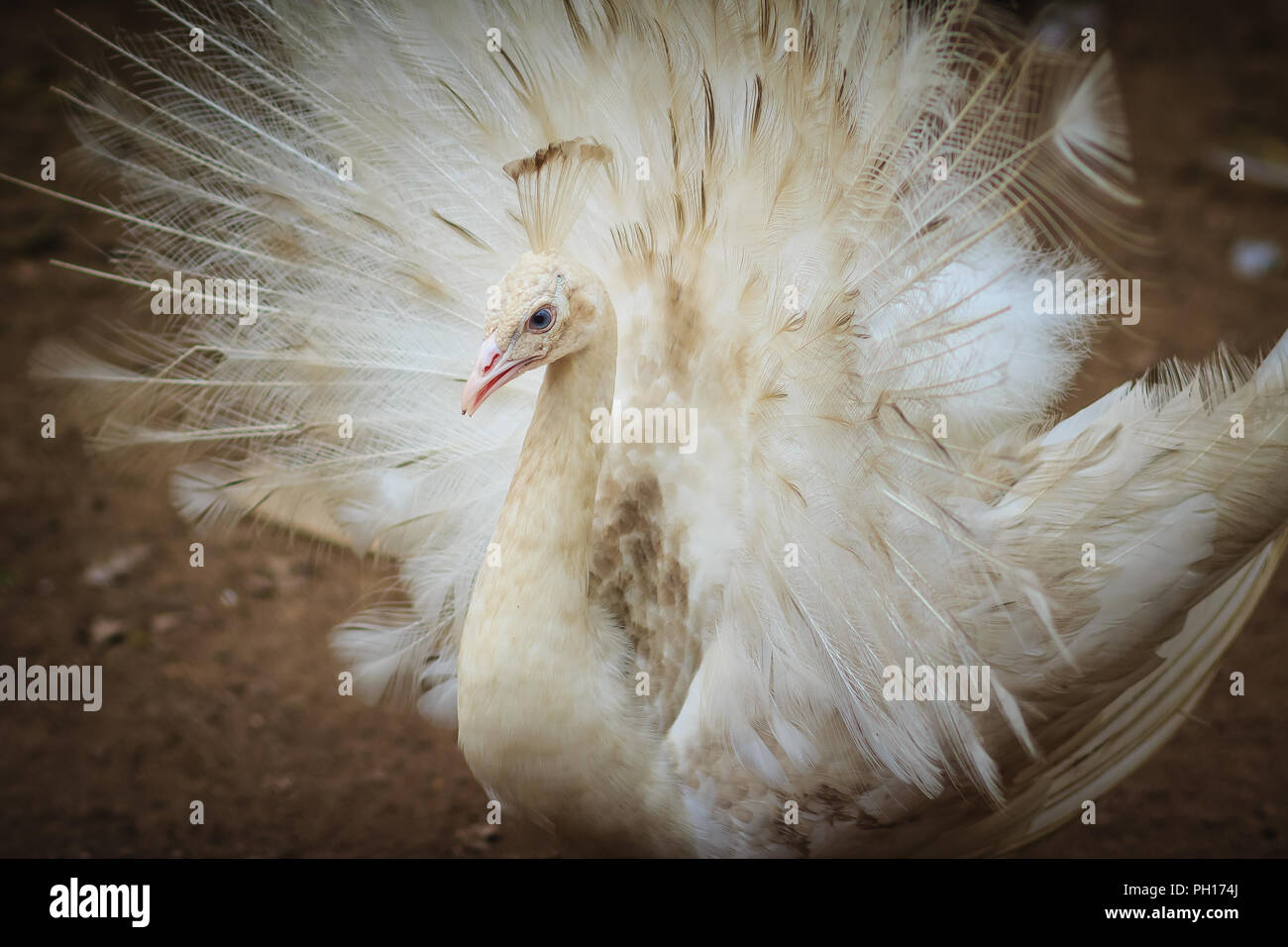 Bird Tail Pheasant Banque d'image et photos - Alamy
