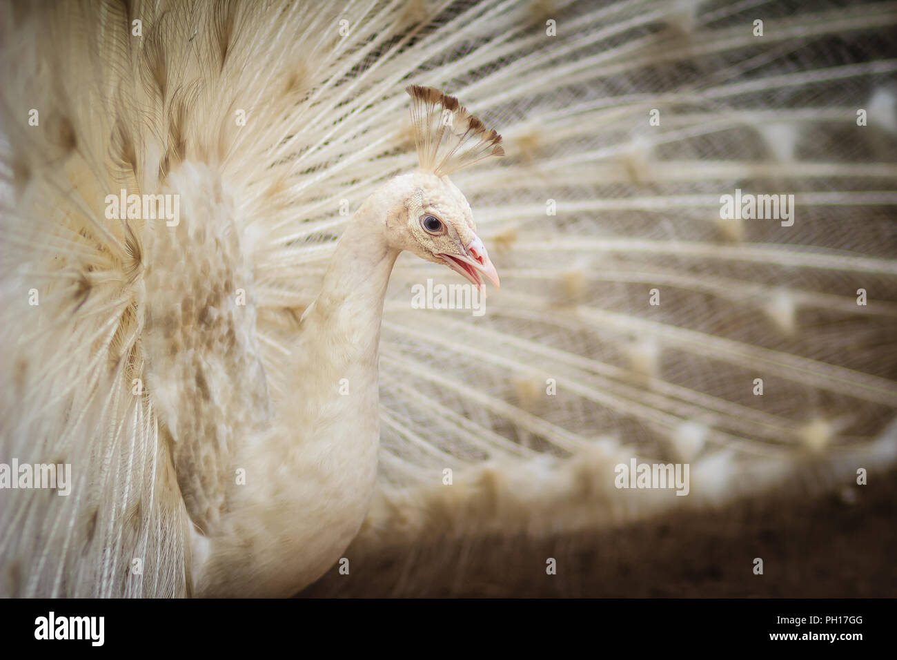 Beaux paons blancs avec des plumes. Paon blanc avec plumes de ...