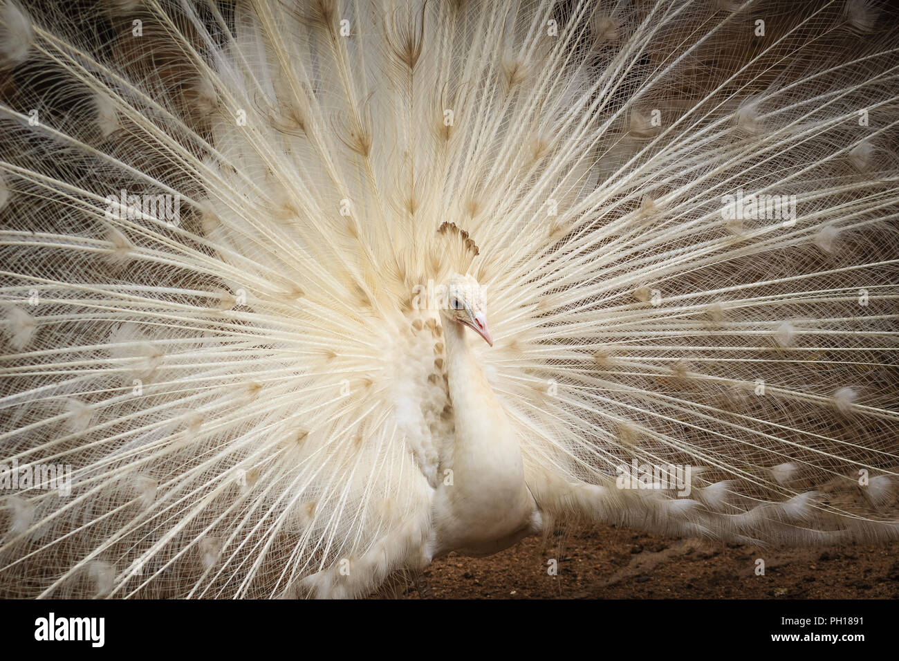 Beaux paons blancs avec des plumes. Paon blanc avec plumes de ...