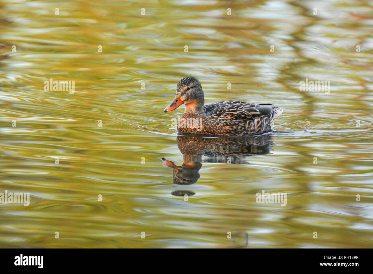 Une poule canard colvert Banque de photographies et d’images à haute ...