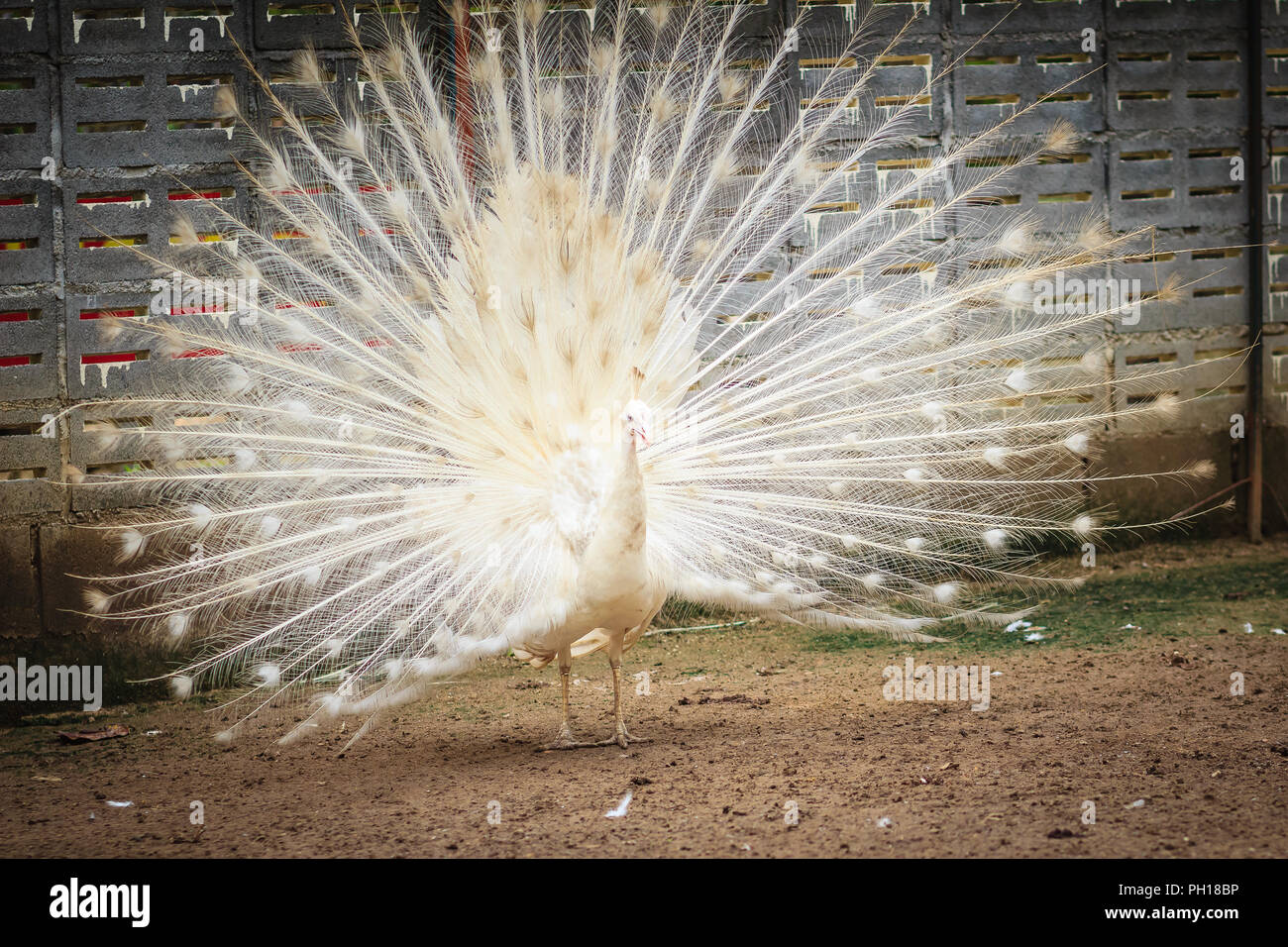 Beaux paons blancs avec des plumes. Paon blanc avec plumes de ...