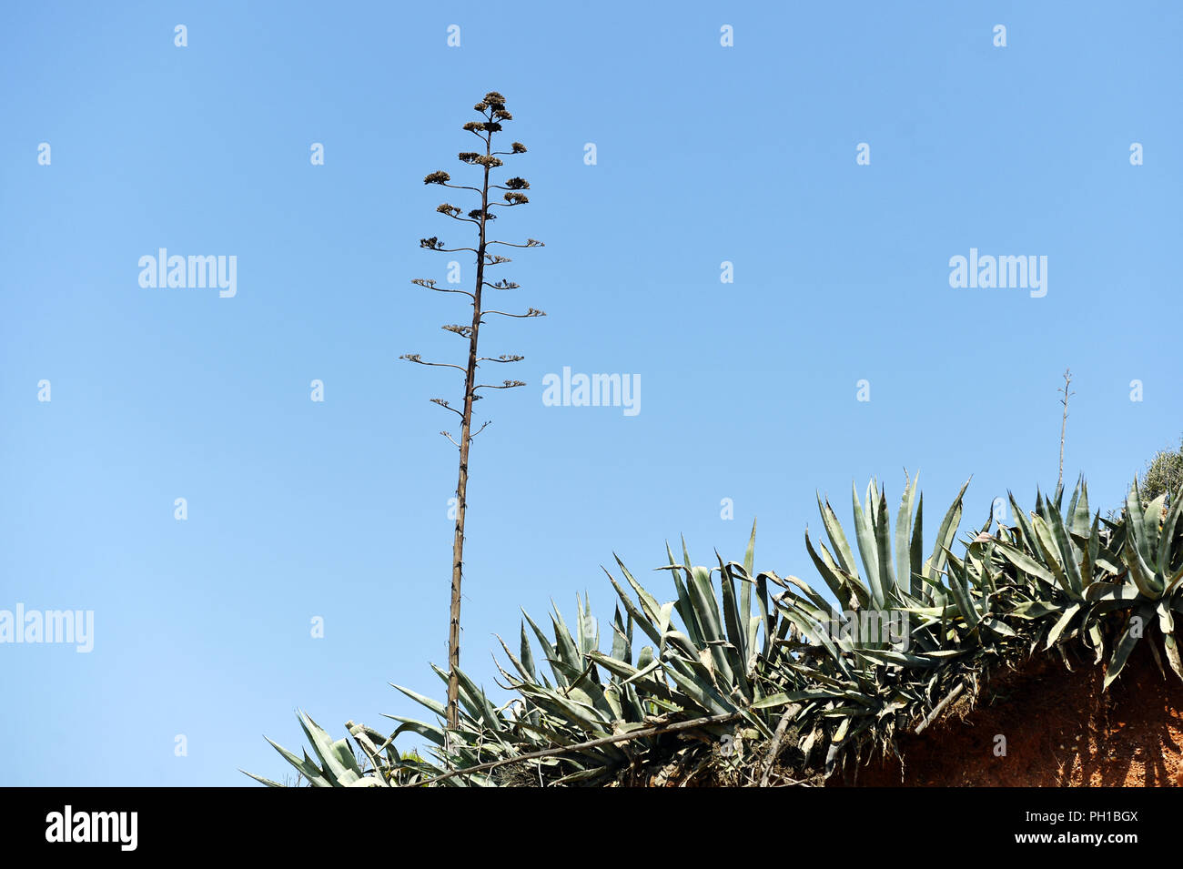 Arbre agave Banque de photographies et d’images à haute résolution - Alamy