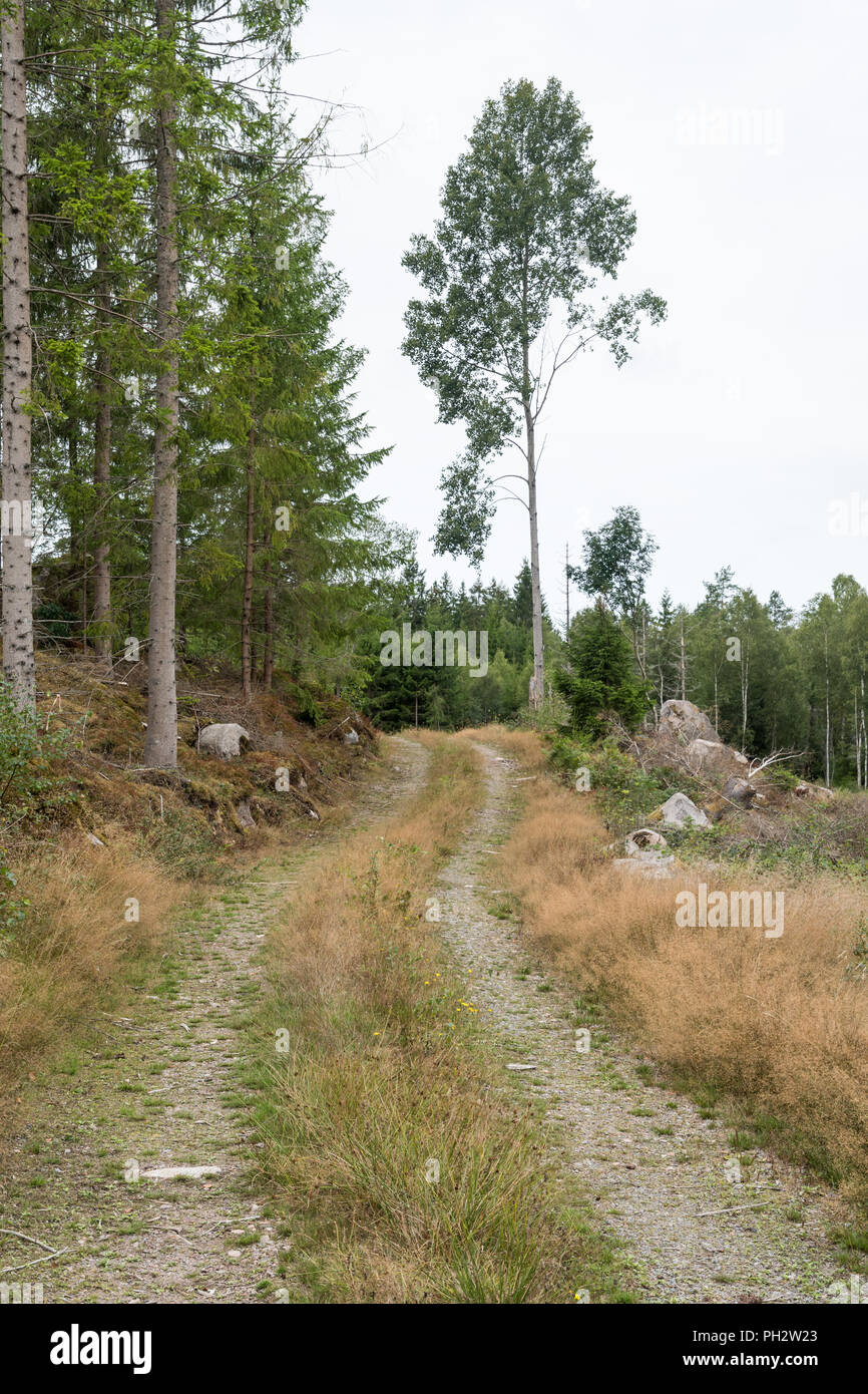 Route de terre forestière sinueuse dans une forêt de conifères Photo ...