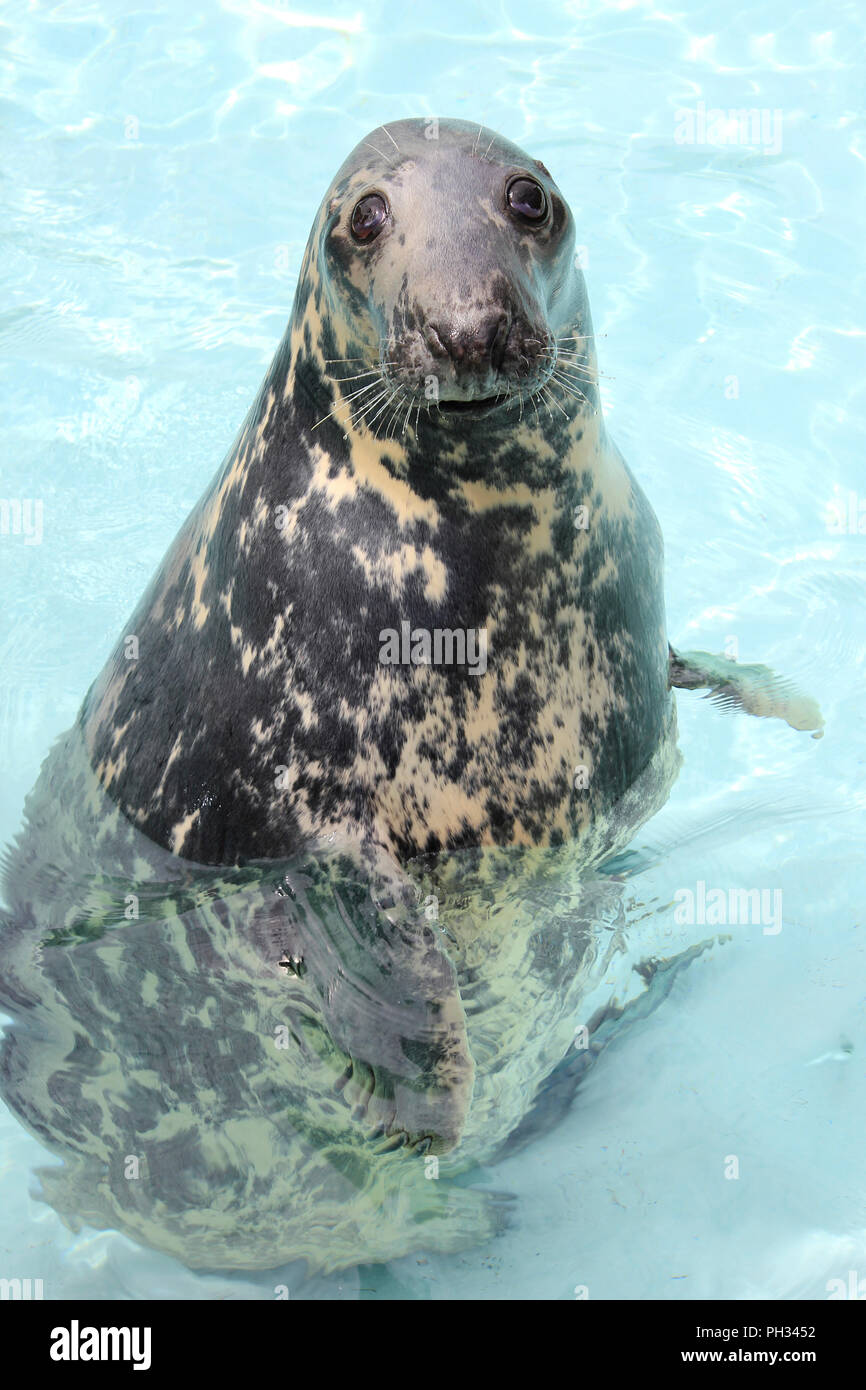 Loup marin Banque de photographies et d’images à haute résolution - Alamy