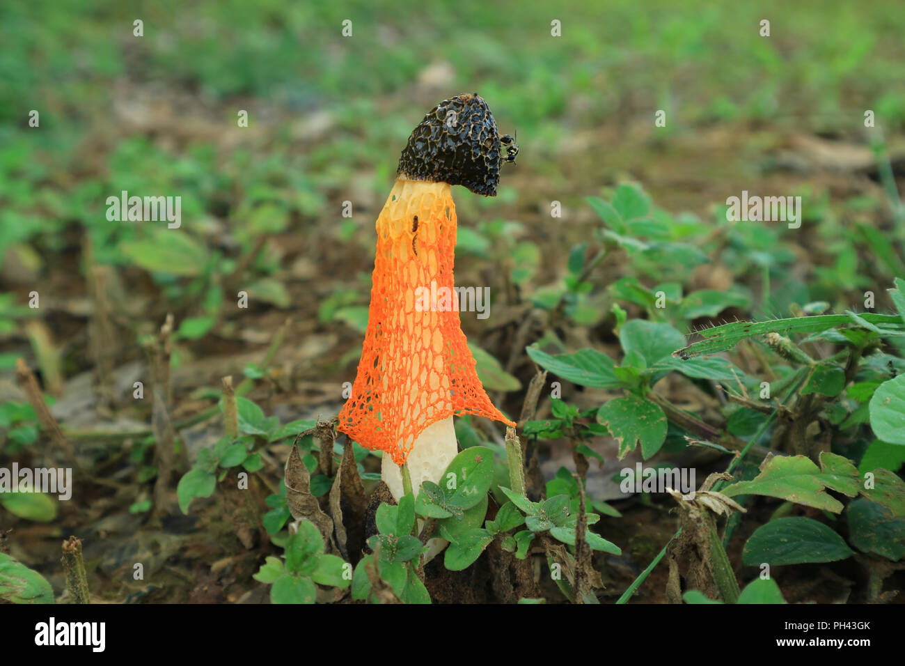 Champignon orange vif Banque de photographies et d’images à haute ...