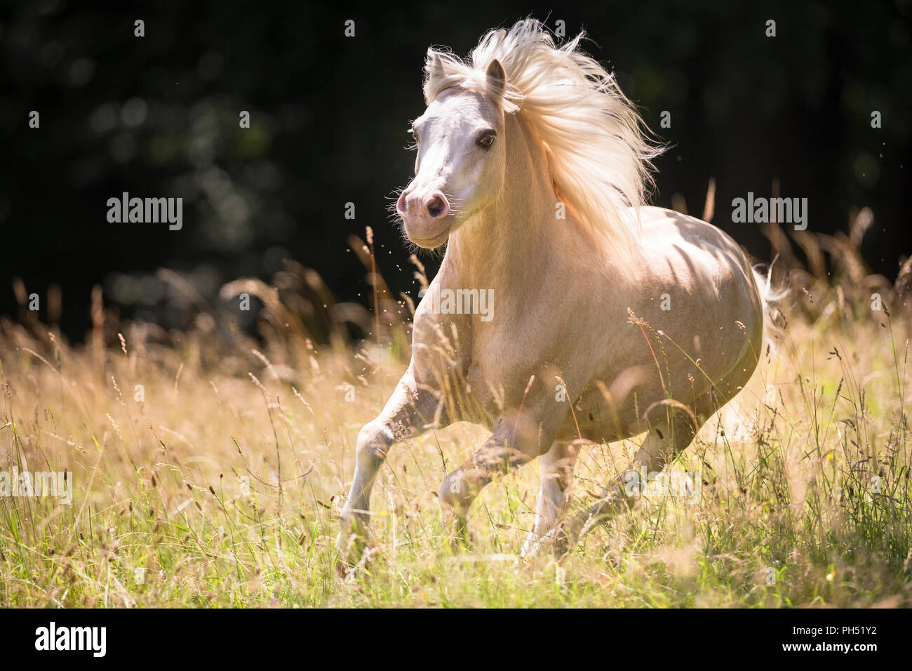 Poney Au Galop Banque d'image et photos - Alamy