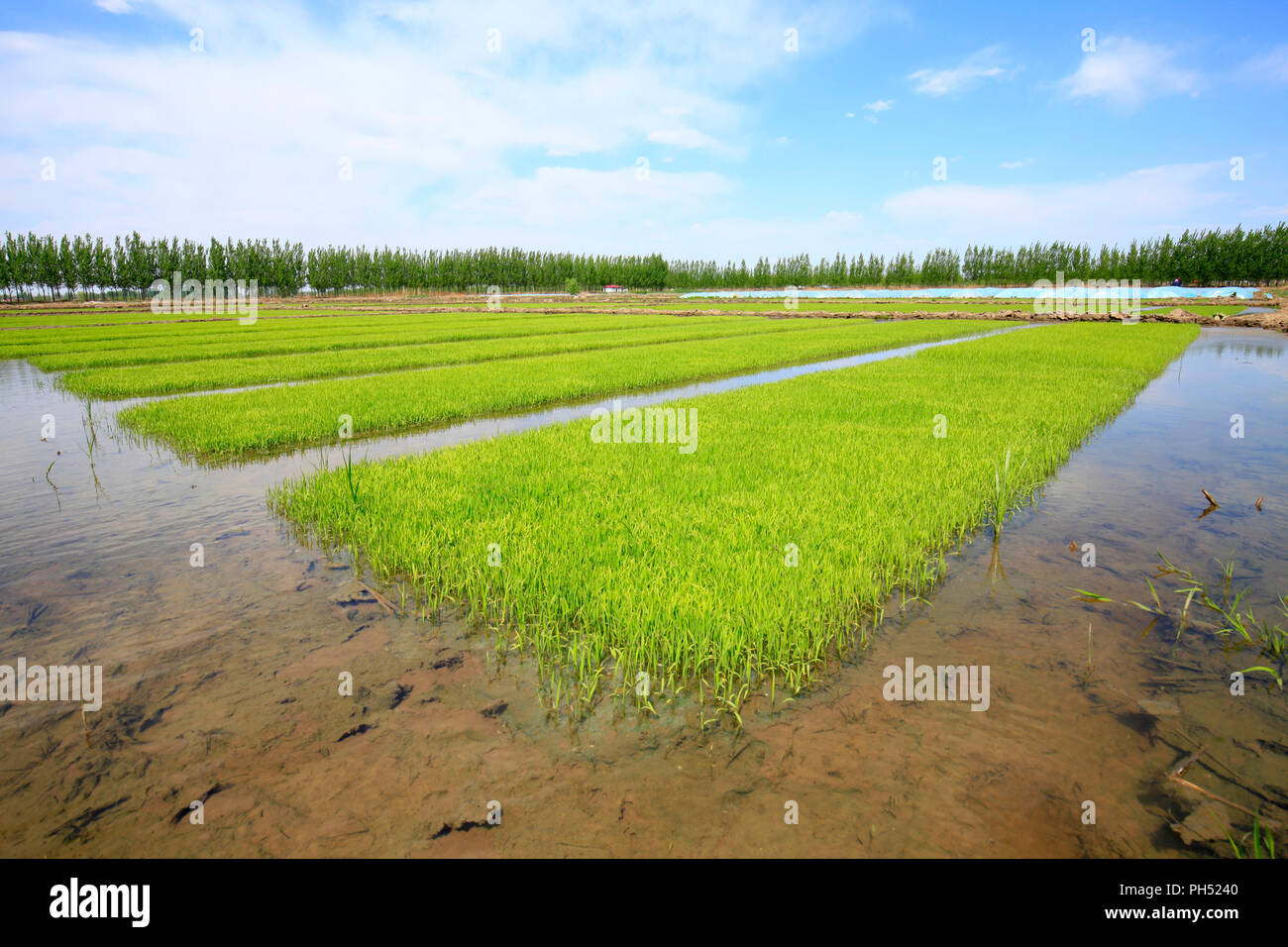 Les semis de riz dans les rizières. Young sont de plus en plus de riz ...