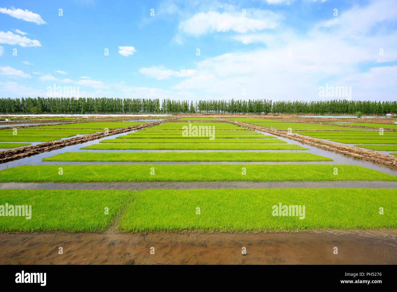 Les semis de riz dans les rizières. Young sont de plus en plus de riz ...