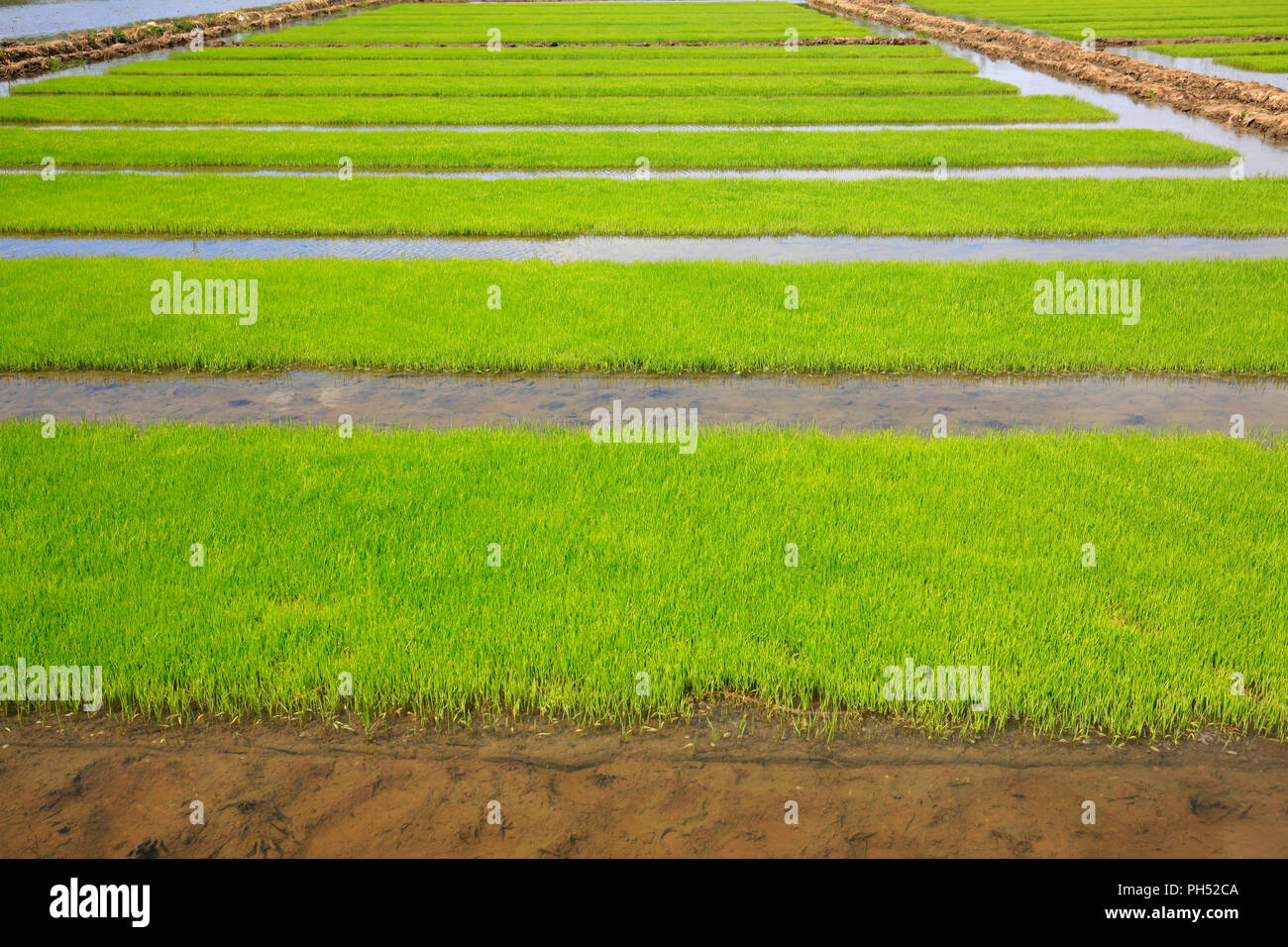 Les semis de riz dans les rizières. Young sont de plus en plus de riz ...